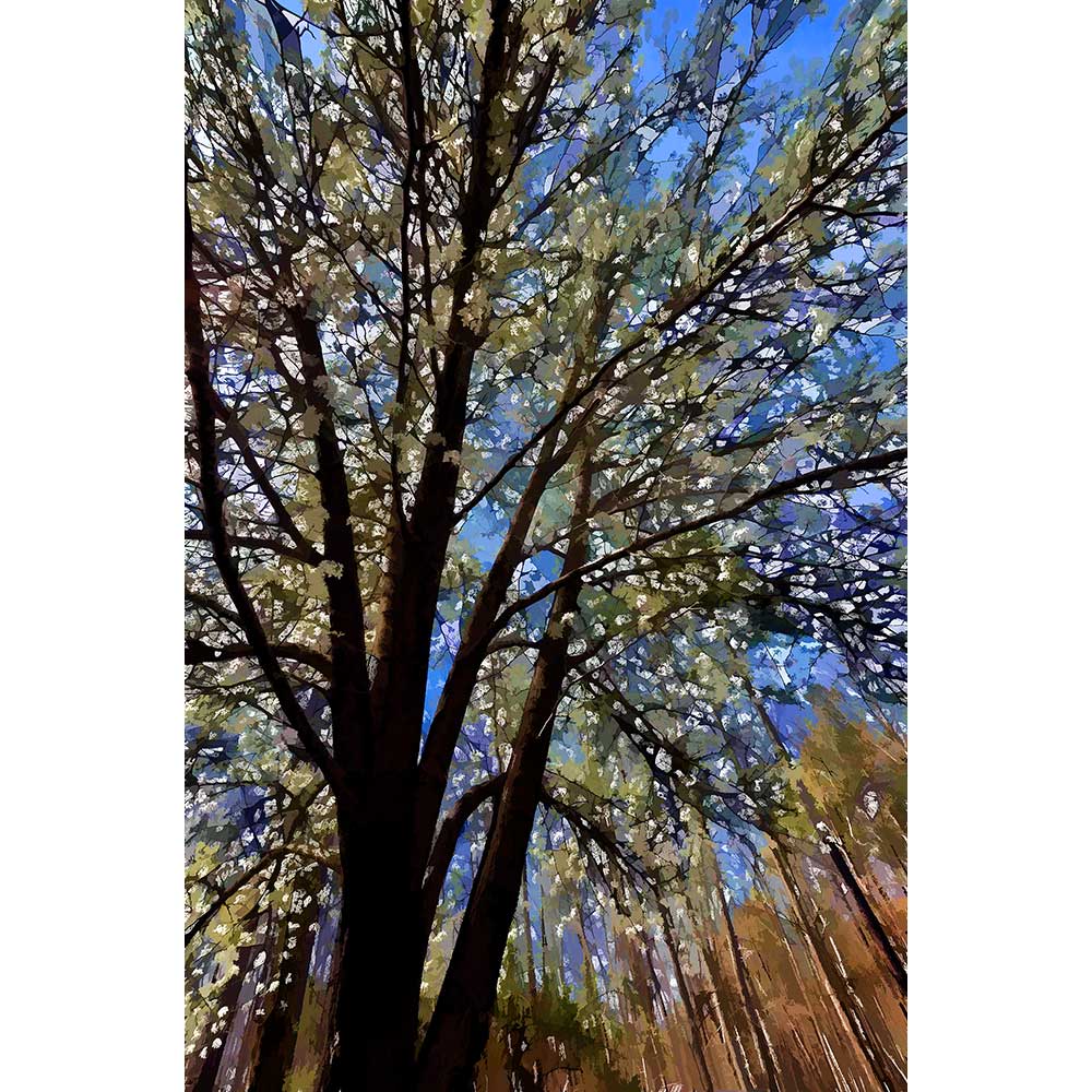 White Spring – Serenity Scenes Photography and Digital Art